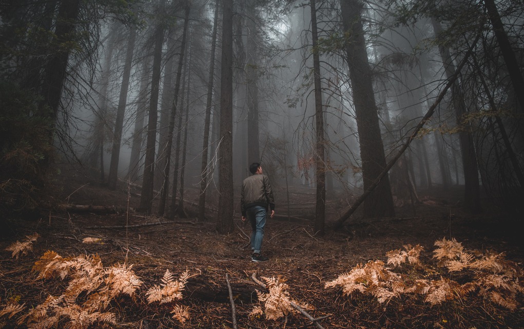 Lost In The Woods How To Signal For Help The Survival Guide Lost In The Woods How To Signal For Help The Survival Guide