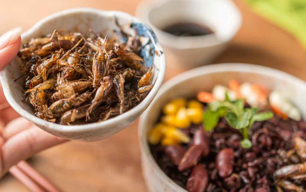Survival Foods: In a Pinch — Bugs and Insects | The Survival Guide
